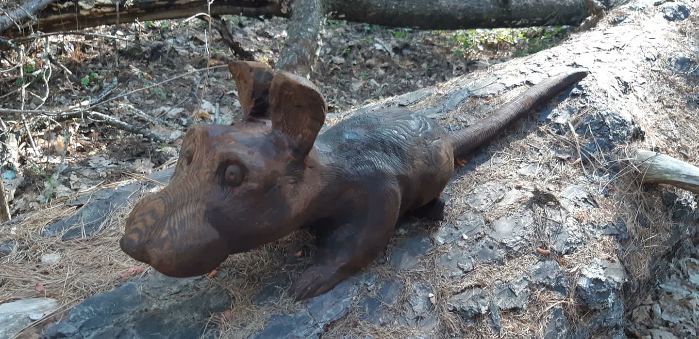 Creatures in Hanmer Forest| Hanmer Springs TOP 10